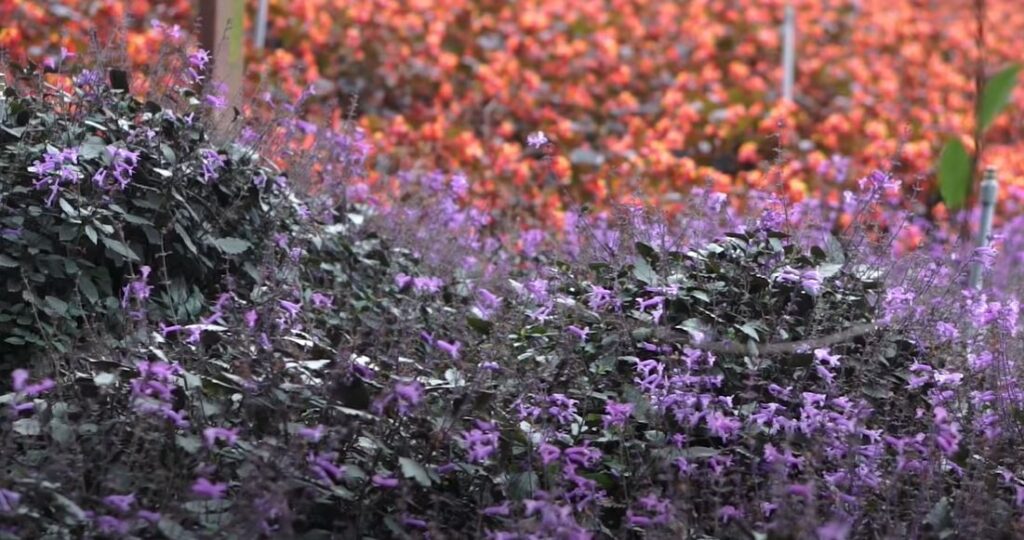 Cameron Lavender Garden, Tringkap | Cameron Highlands – Puri & Sue ...