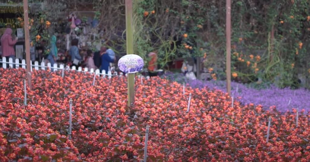 Cameron Lavender Garden, Tringkap | Cameron Highlands – Puri & Sue ...