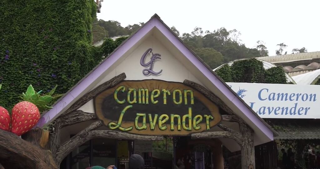 Cameron Lavender Garden, Tringkap | Cameron Highlands – Puri & Sue ...