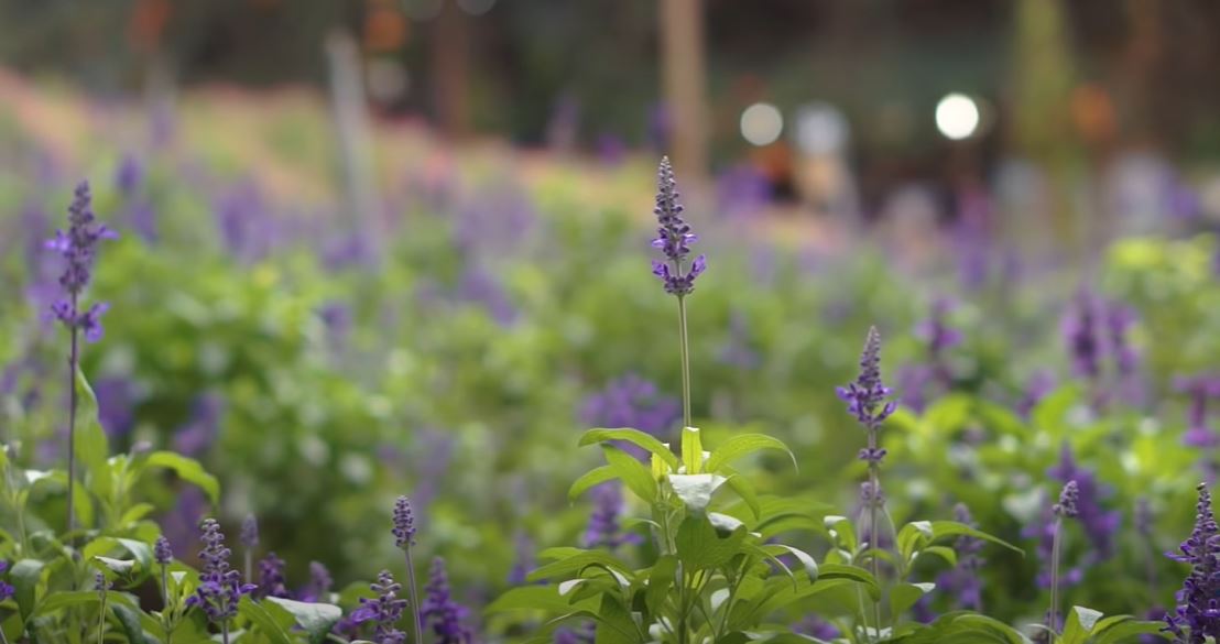 Cameron Lavender Garden, Tringkap | Cameron Highlands – Puri & Sue ...