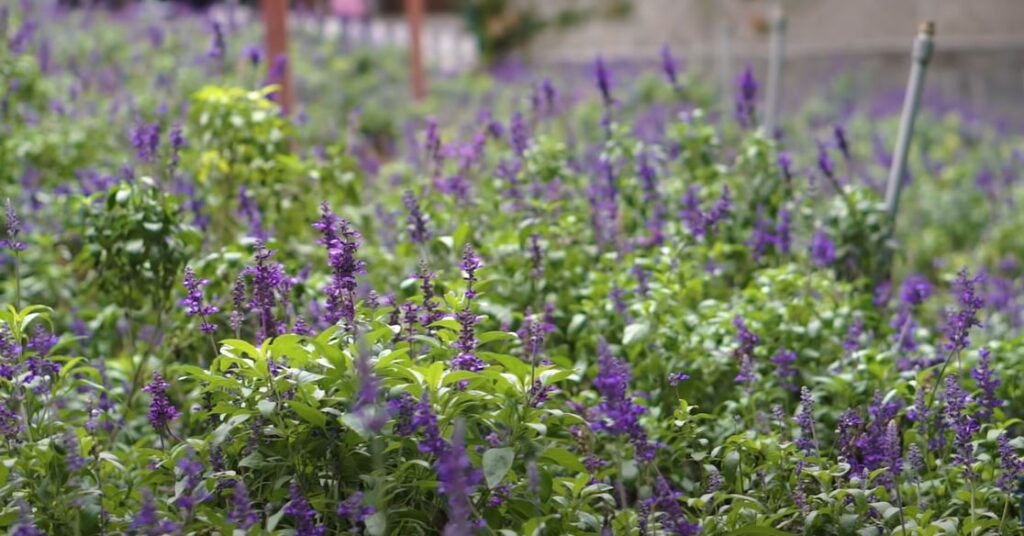 Cameron Lavender Garden, Tringkap | Cameron Highlands – Puri & Sue ...