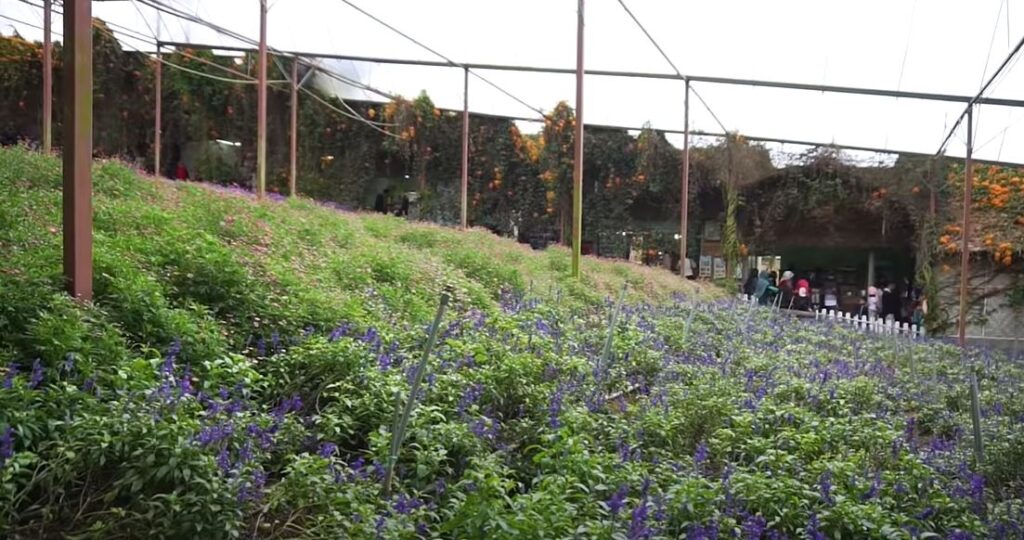 Cameron Lavender Garden, Tringkap | Cameron Highlands – Puri & Sue ...